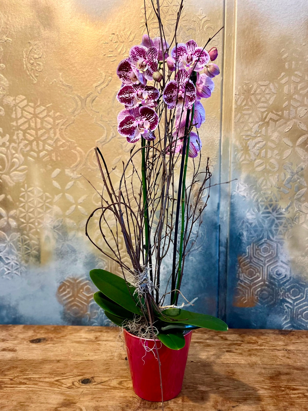Purple Orchid Plant | Blooming Amazing Flower Company